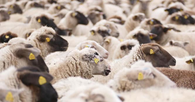 Thousands of sheep drown as Sudan ship sinks - Daily Ausaf