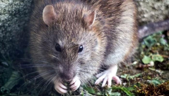 India police claims rats ate 500 kilos of confiscated marijuana - Daily ...