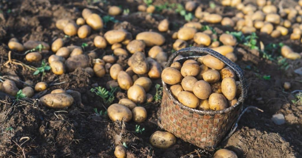 Historic achievement as Pakistan joins top 10 global potato producers ...