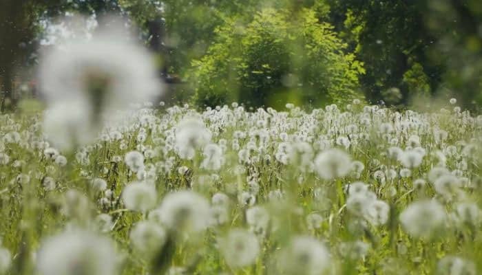High pollen concentration expected in Islamabad & Rawalpindi in March ...