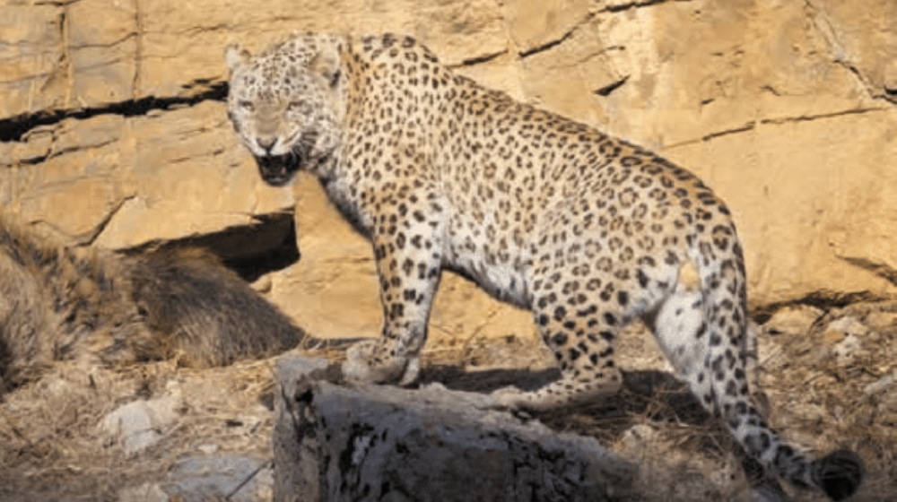 Rare Persian leopard spotted in Balochistan near Nani Mandir - Daily Ausaf