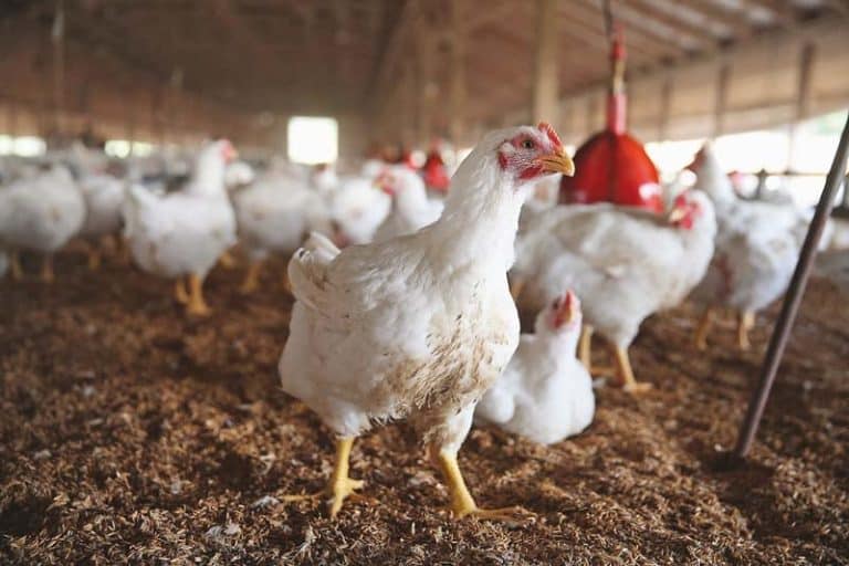 Chicken prices in Lahore, Punjab: Check latest rates here - Daily Ausaf