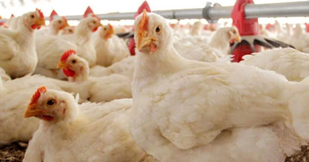Chicken prices receive significant hike in Karachi, Check new rates ...
