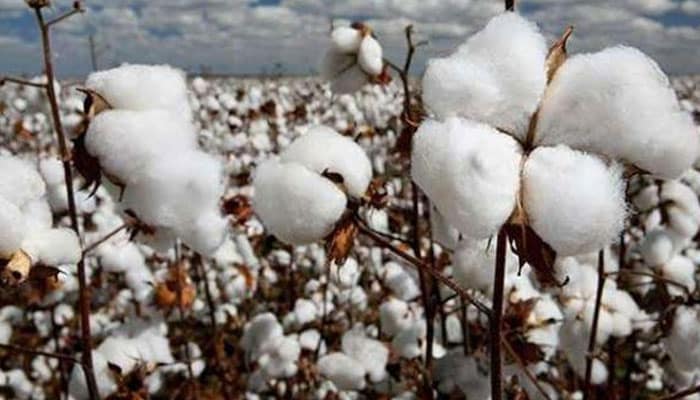 Kharif crops may face 35% water shortage in Pakistan - Daily Ausaf