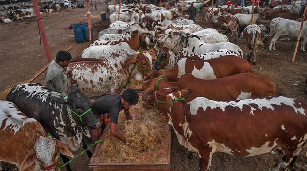 Eidul Adha: contract for sacrificial animal market awarded - Daily Ausaf
