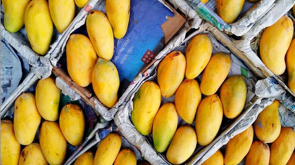 Pakistani mangoes arrived in UAE; will they be cheaper this year ...