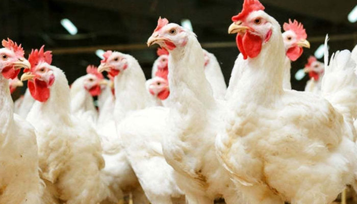Chicken prices in Lahore, Punjab: Check latest rates here - Daily Ausaf