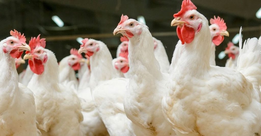 Chicken prices soar in federal capital, check rates inside - Daily Ausaf