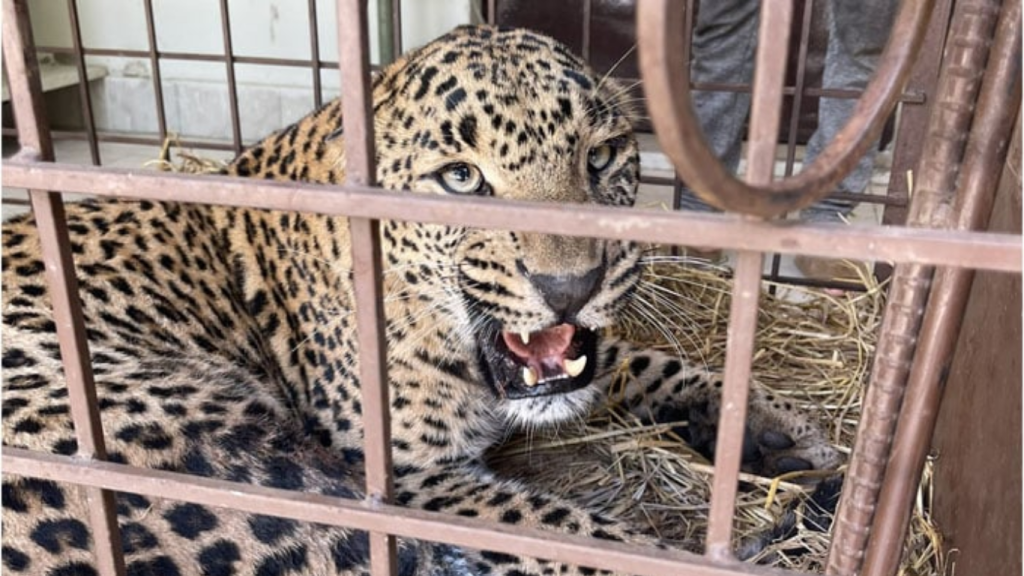 Critically injured leopard rescued from Azad Jammu Kashmir, battles for ...