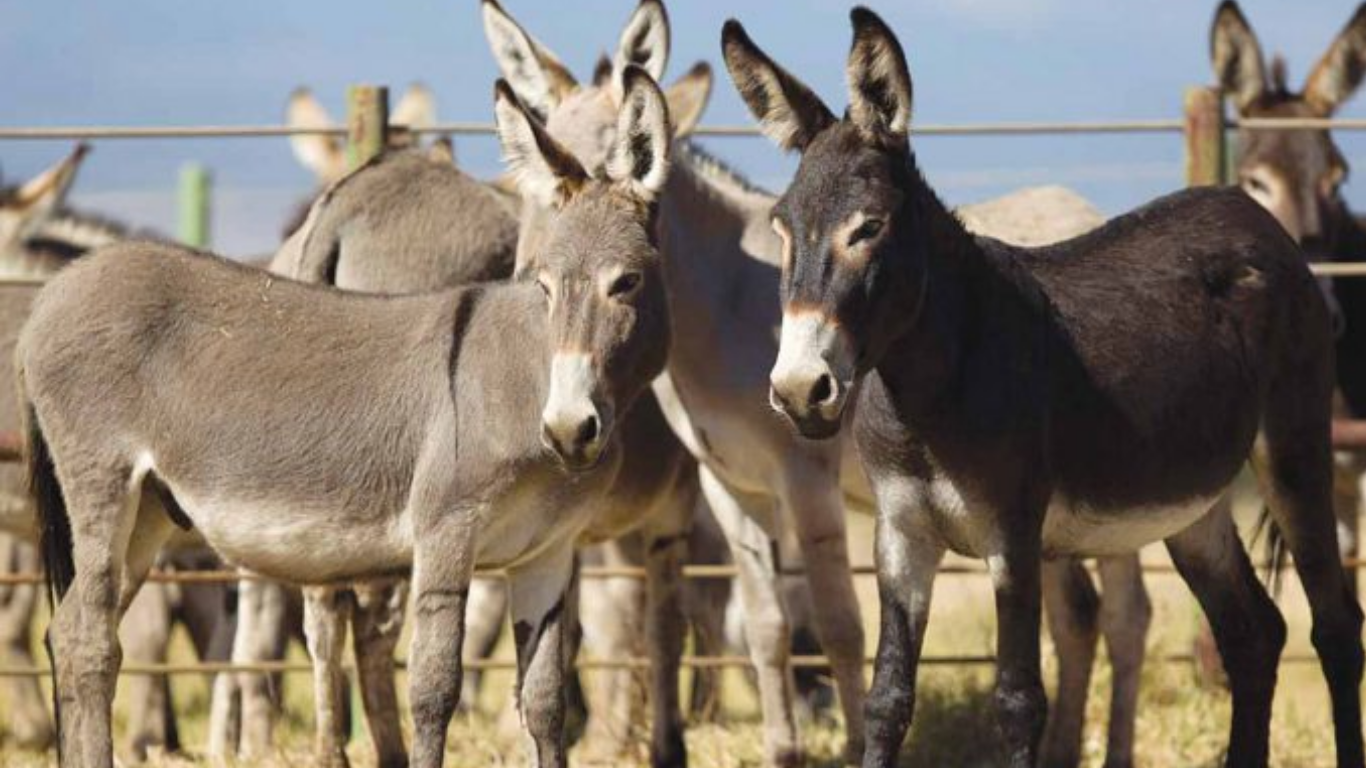 Pakistan's Donkey export sector gets boost with new slaughterhouse in ...