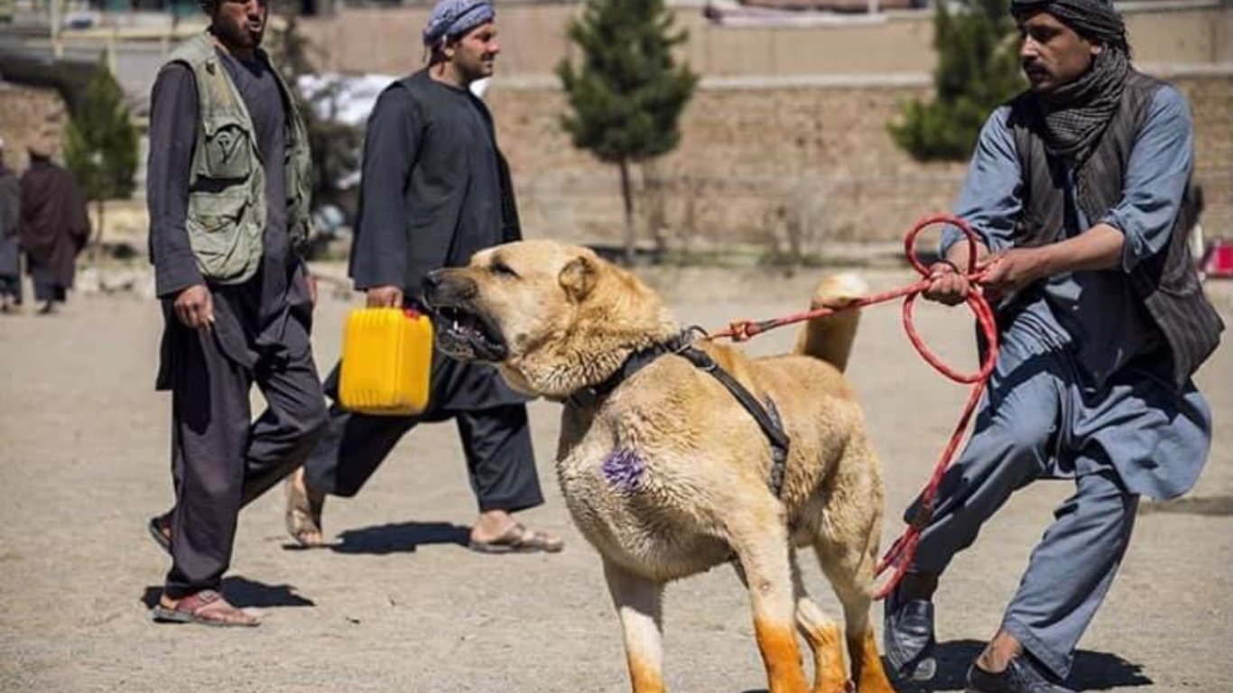 Punjab police introduces Afghan Kuchi breed dogs to boost border ...