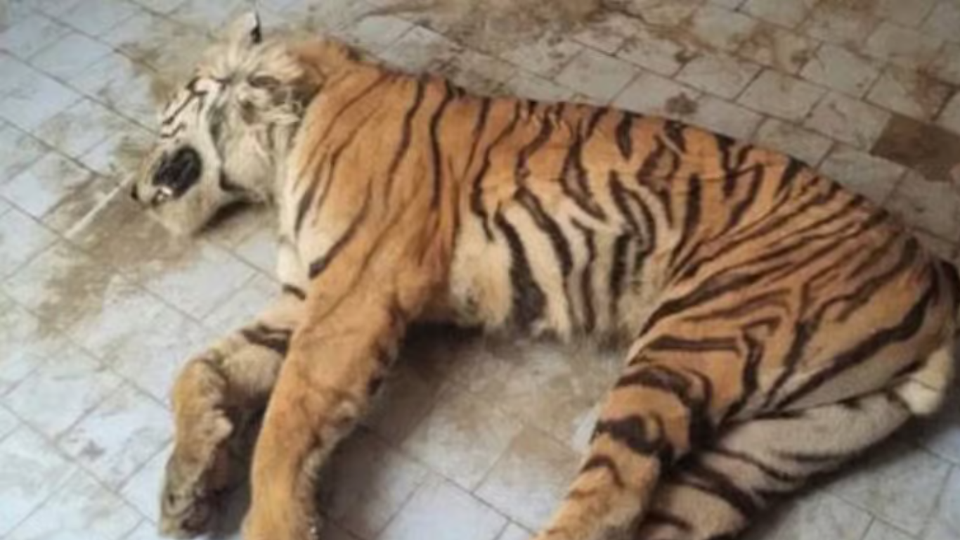 Bengal tiger dies due to kidney infection in Bahawalpur zoo - Daily Ausaf