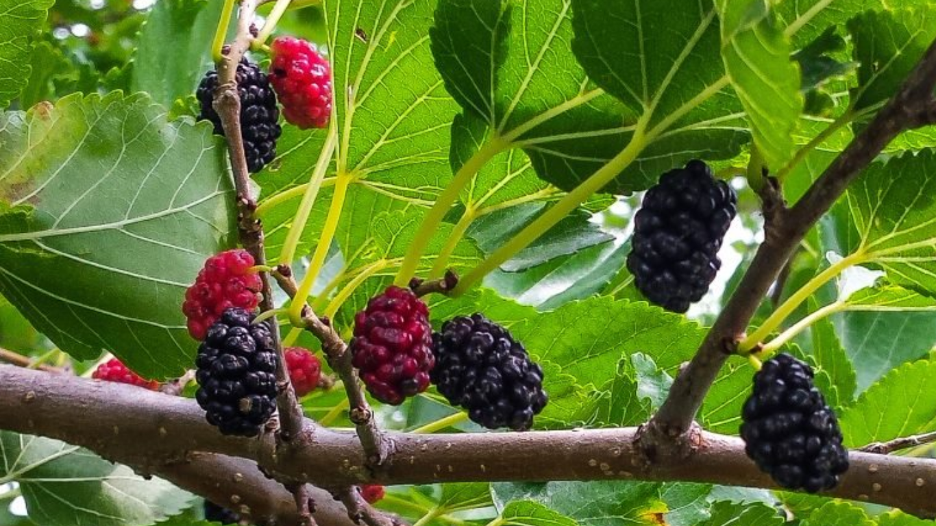 Govt launches removal of wild Mulberry trees in Islamabad - Daily Ausaf