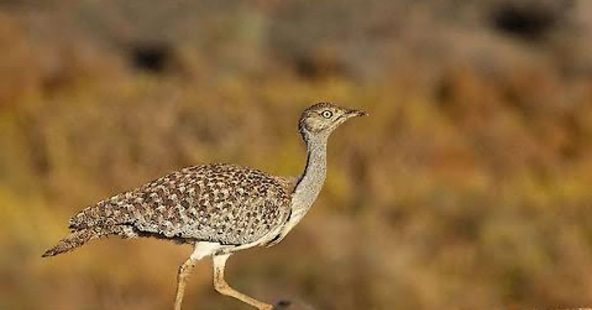 Houbara Bustards on verge of being extinct in Pakistan: WWF - Daily Ausaf