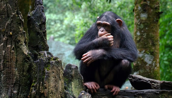 بن مانسوں نے اپنا علاج خود شروع کردیا - Daily Ausaf