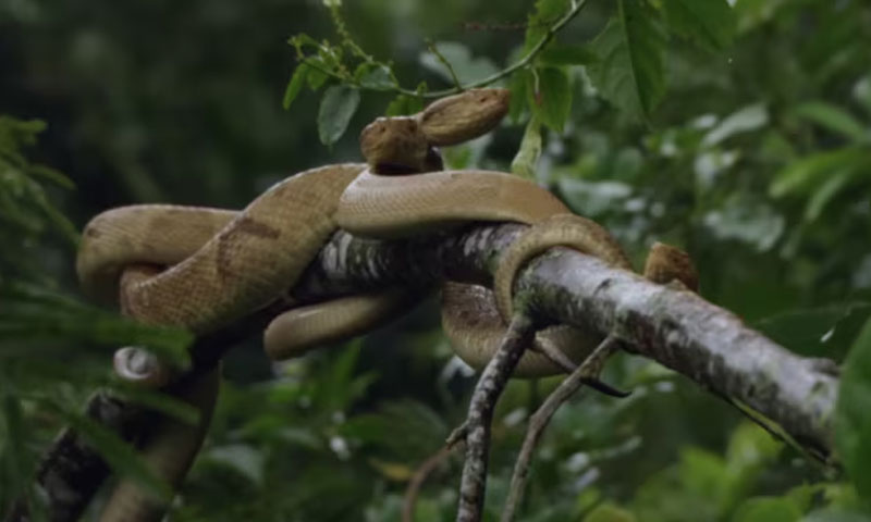 برازیل کا جزیرہ جہاں دنیا کے زہریلے ترین سانپوں کا راج ہے - Daily Ausaf